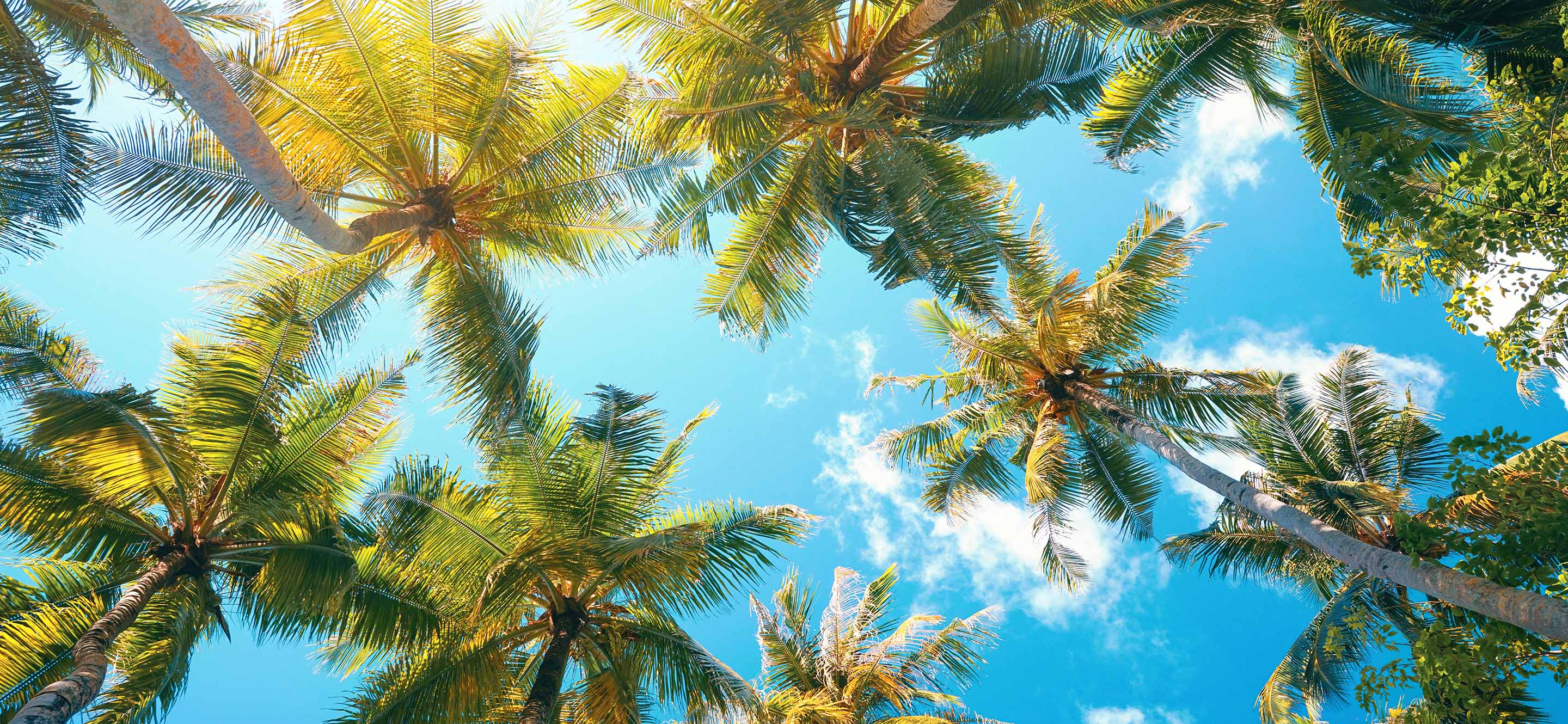 Cocomo Coconut Peanut Butter - Delicious Organic Snack | Shop Now